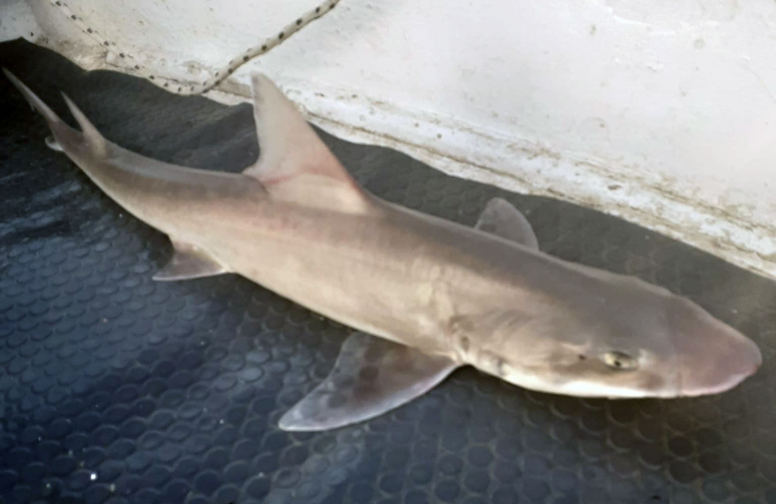 Σκυλόψαρο πιάστηκε στη Βαρέα Μεγάρων - AgioiTheodoroi.com